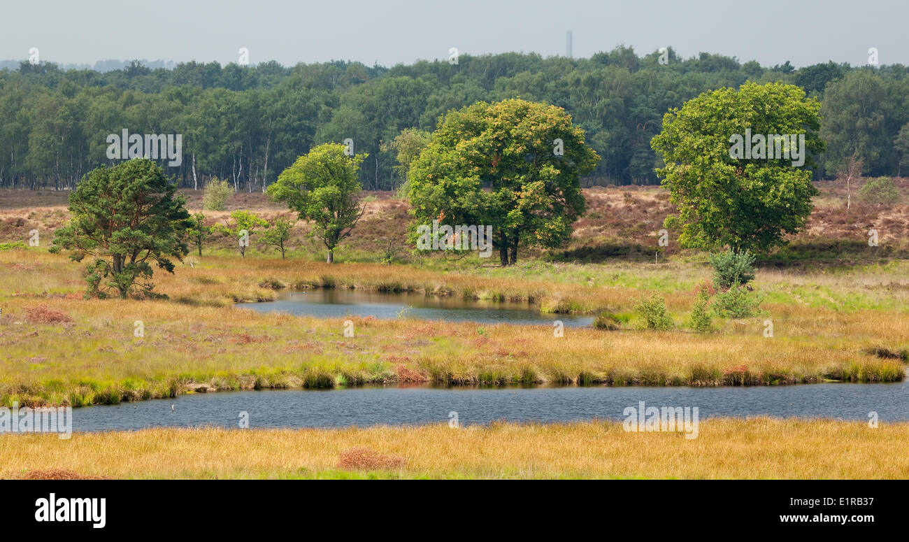 De maasduinen national park hi-res stock photography and images - Alamy