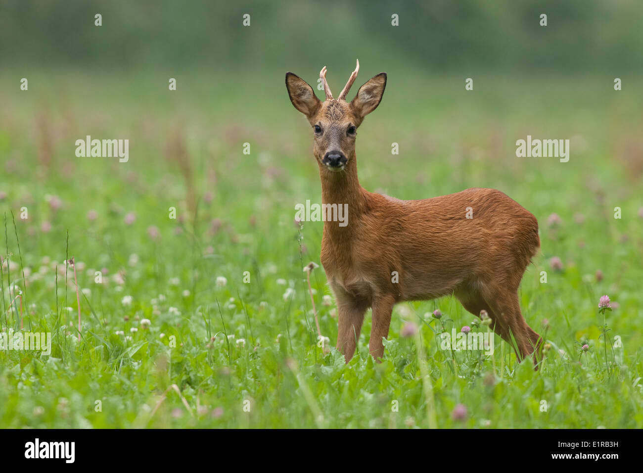 Roe deer in a hi-res stock photography and images - Alamy