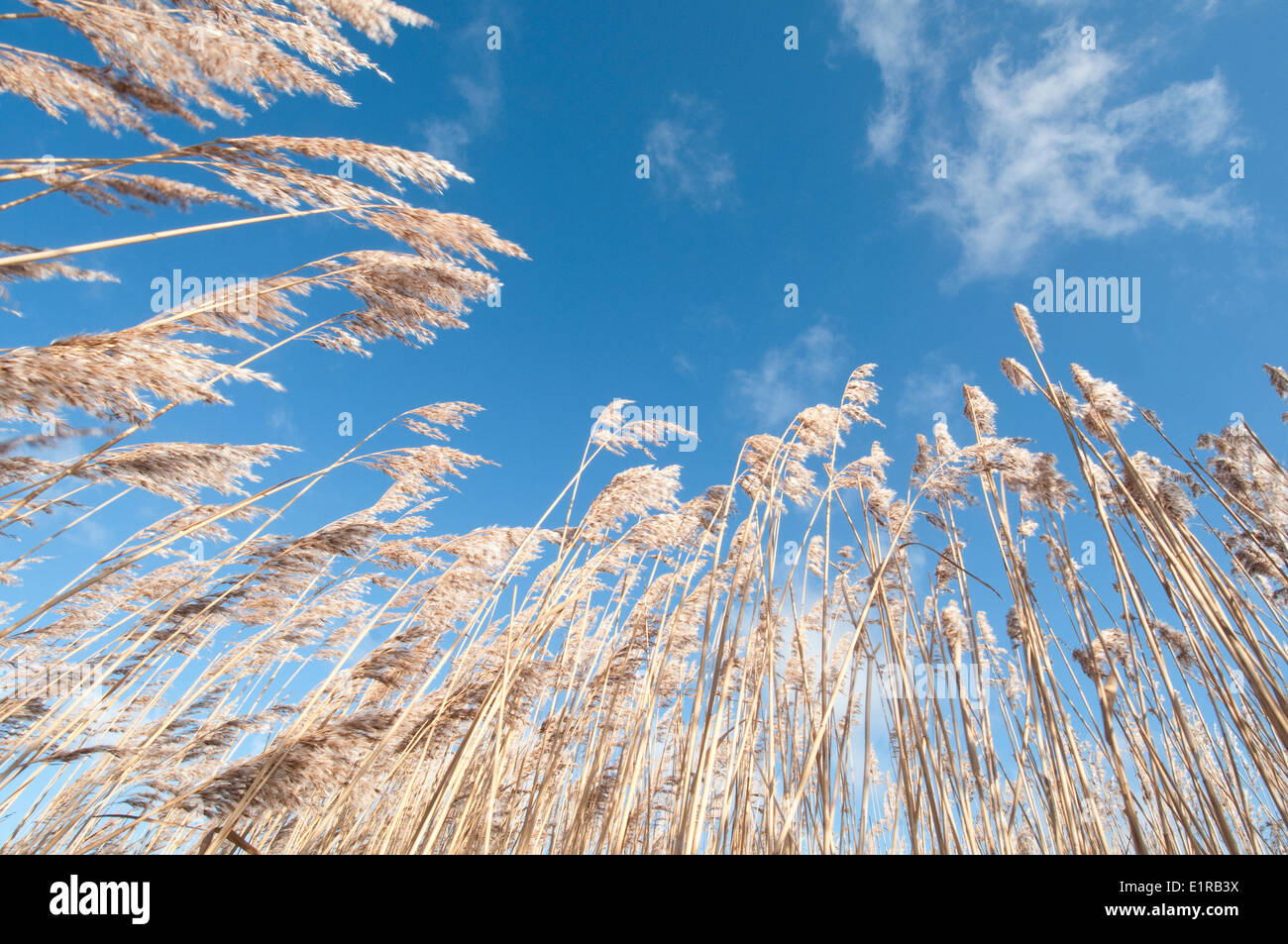 Dry reed waving in the wind Stock Photo - Alamy