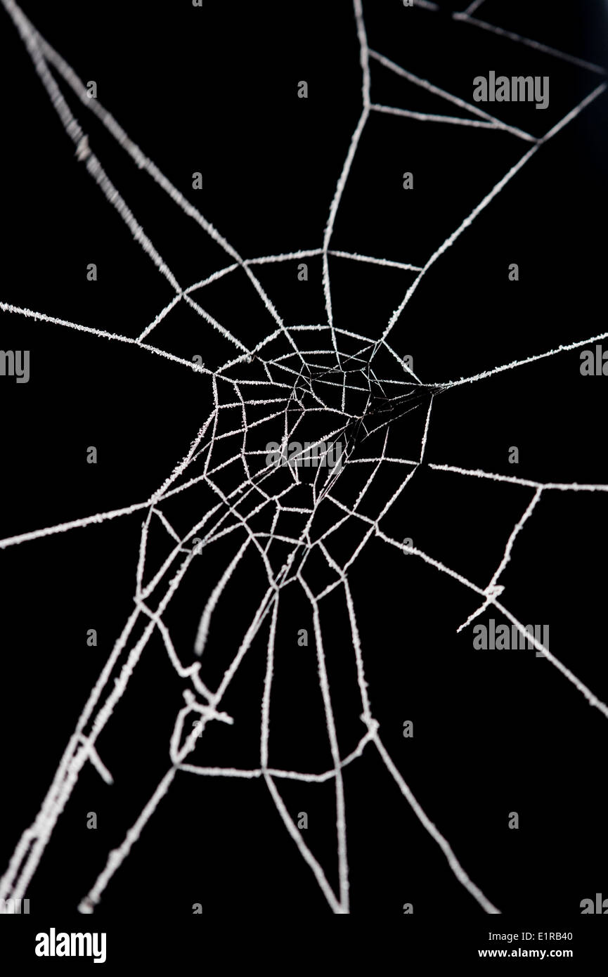 Spiderweb in the back light hi-res stock photography and images - Alamy