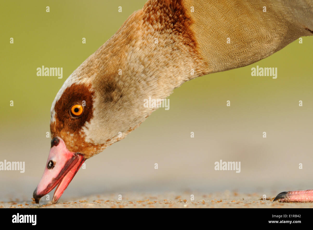 Feeding Egyptian Goose on bread crumbs Stock Photo - Alamy