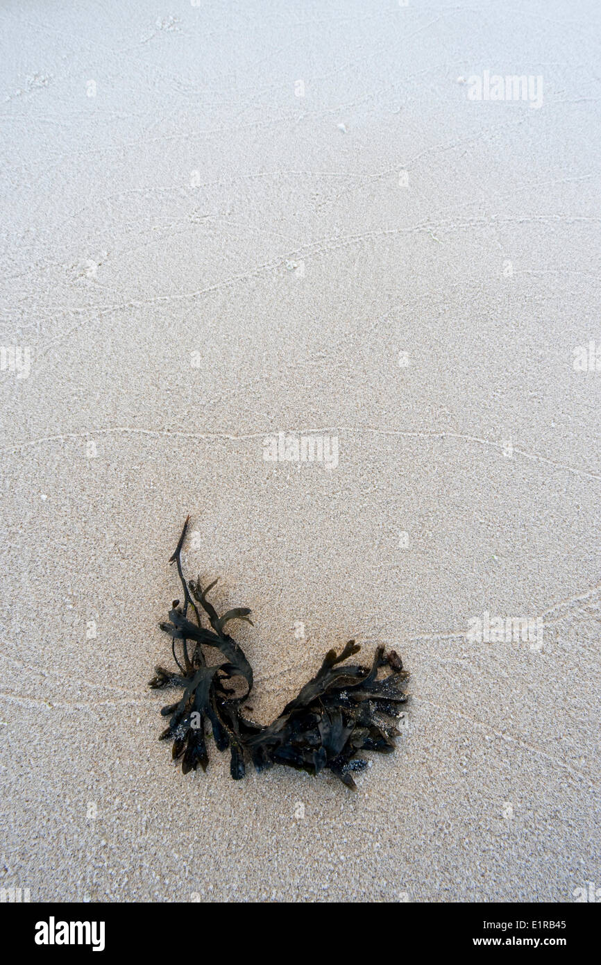 seaweed ice covered beach Stock Photo - Alamy