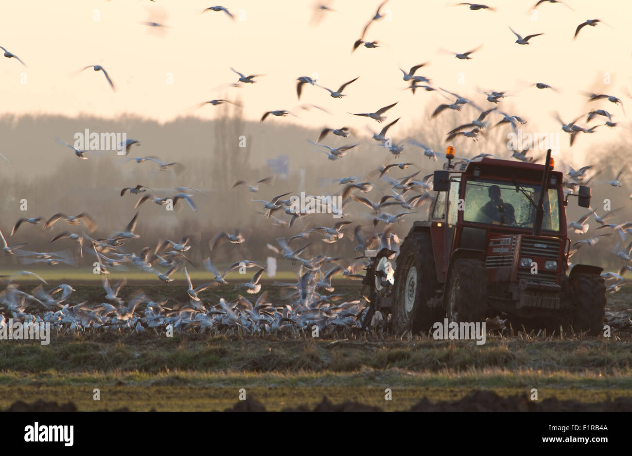 Gulls follow the tractor hi-res stock photography and images - Alamy