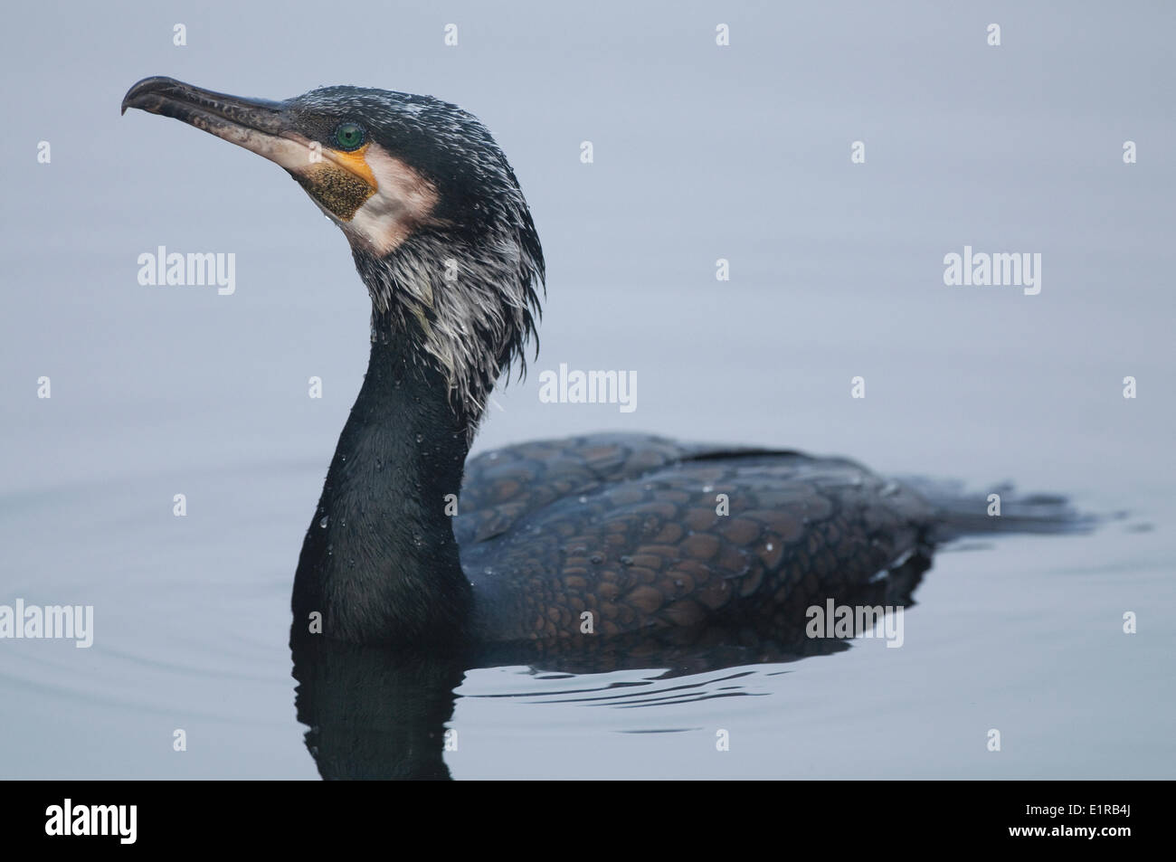 Female Great Cormorant Stock Photo - Alamy