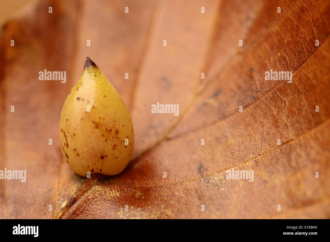 Beech leaf gall midge hi-res stock photography and images - Alamy