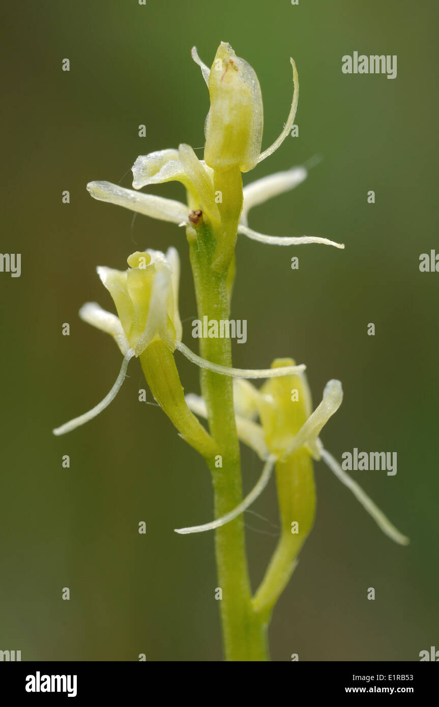 Close-up flowers of fen orchid Stock Photo - Alamy
