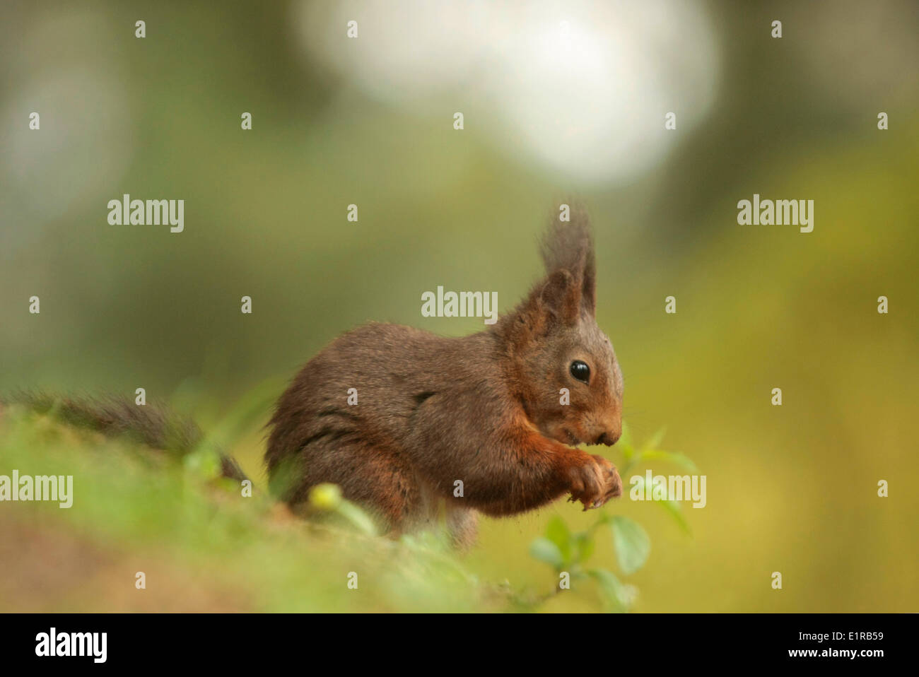 Eurasian red squirrel female hi-res stock photography and images - Alamy