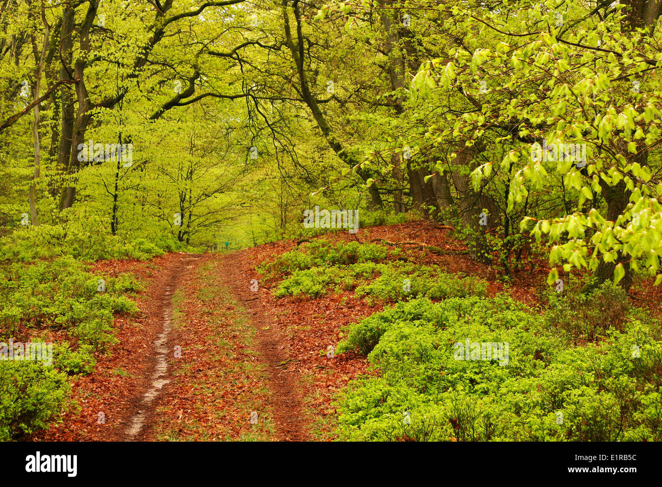 Beechforest at spring Stock Photo - Alamy