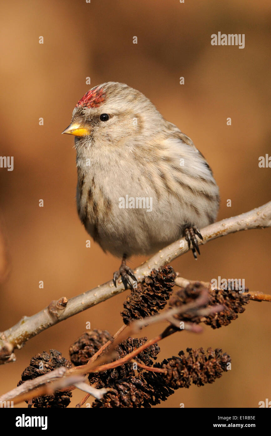 Female Redpoll foraging in Alder Stock Photo - Alamy