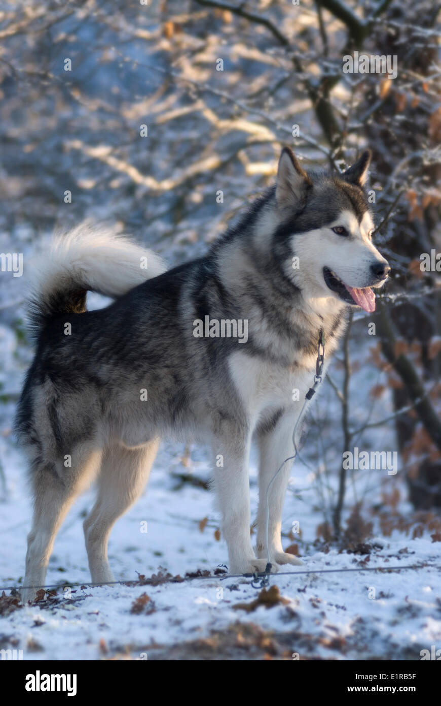 A Alaska Malamute Sled dog Stock Photo - Alamy