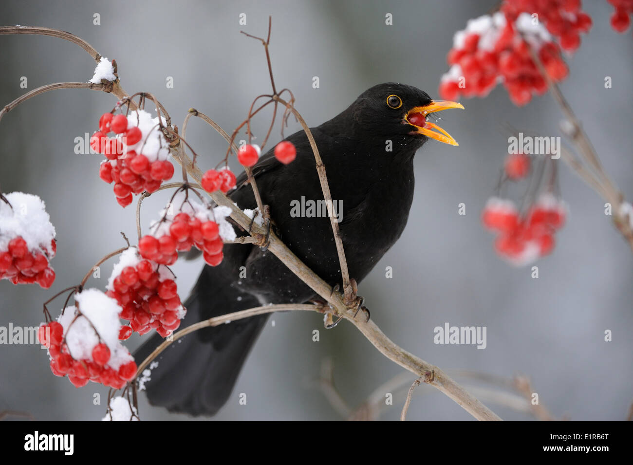 Guelder rose bird hi-res stock photography and images - Alamy
