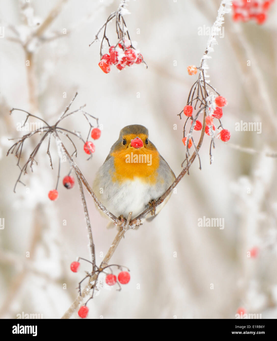 Christmas rose and robin hi-res stock photography and images - Alamy