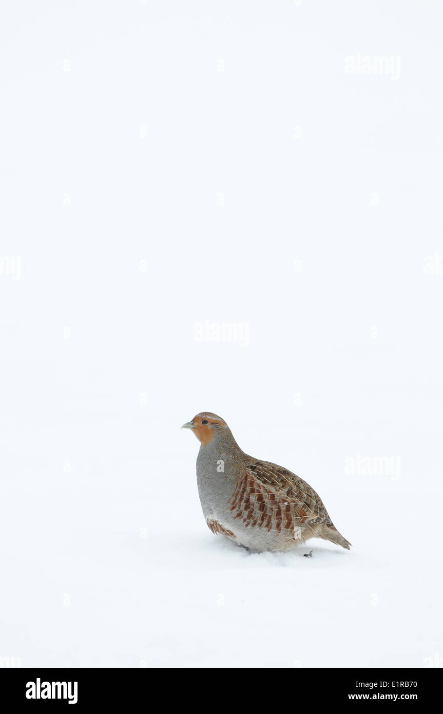 Patridge bird hi-res stock photography and images - Alamy