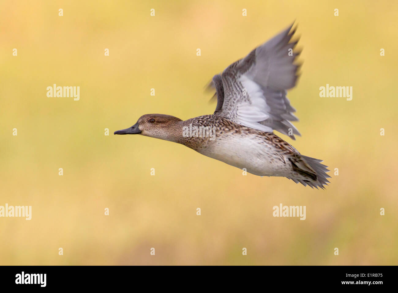 Female Common Teal flying Stock Photo - Alamy
