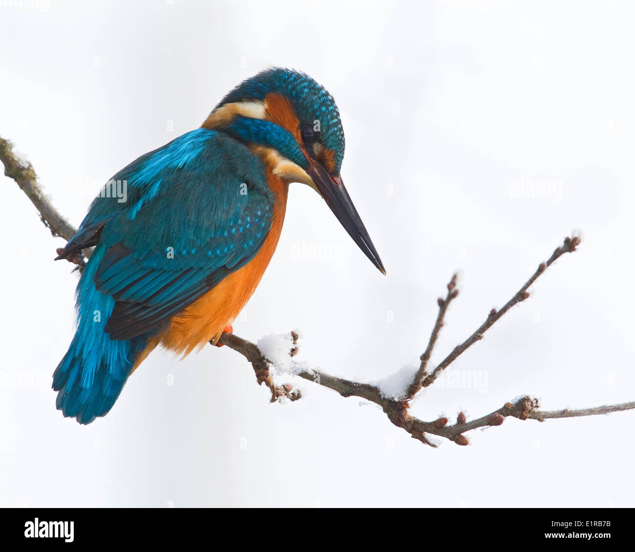 Fishing bird hunting in Cut Out Stock Images & Pictures - Alamy