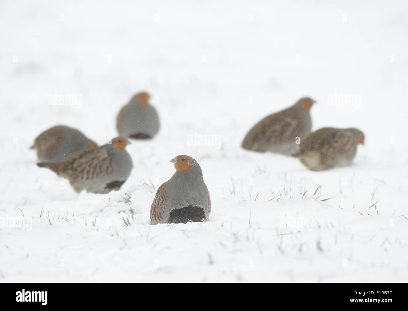 Grey partridge perdix perdix foraging hi-res stock photography and ...