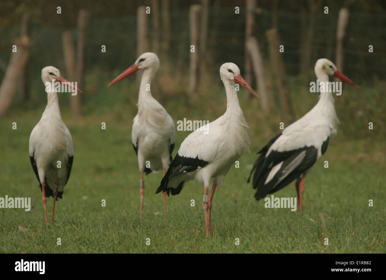Stork good luck hi-res stock photography and images - Alamy