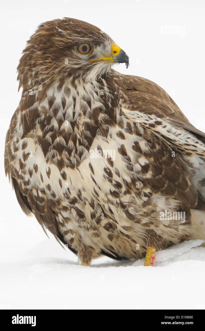 Buzzard in snow hi-res stock photography and images - Alamy