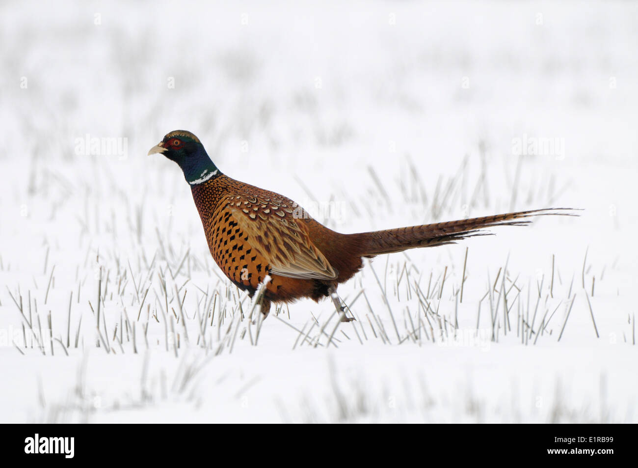 Male Pheasant foraging in the snow Stock Photo - Alamy