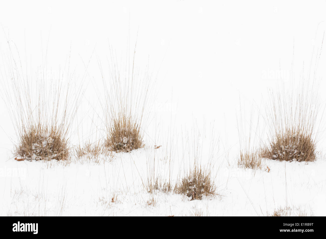 Reed in the snow in the winter in the Hatertse Vennen Stock Photo - Alamy