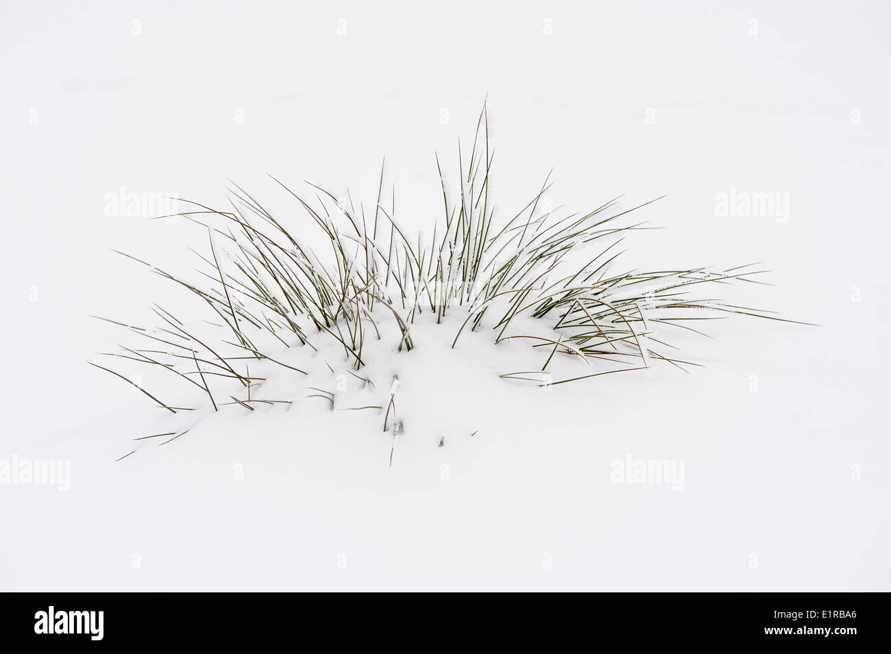 Common soft rush juncus effusus hi-res stock photography and images - Alamy