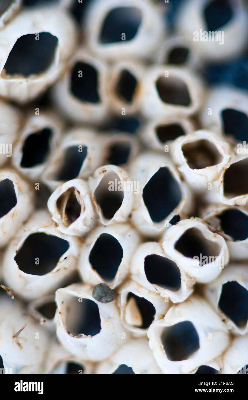 empty northern rock barnacle shells Stock Photo - Alamy