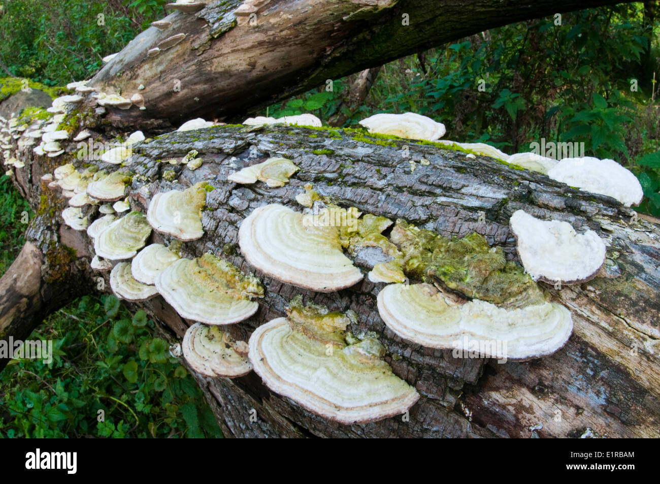 Turkey tails trametes versicolor hi-res stock photography and images ...