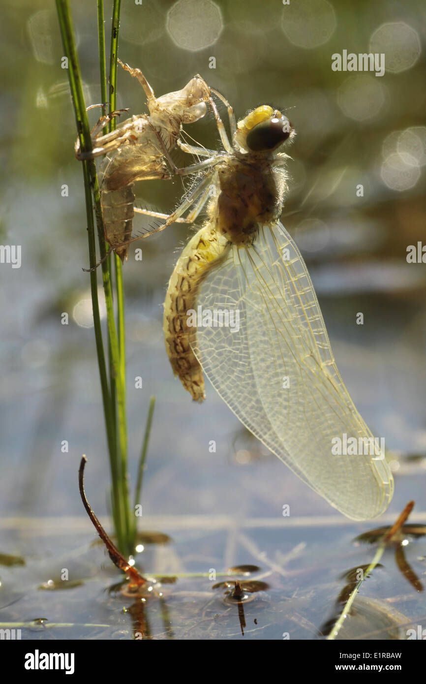 Rush darter hi-res stock photography and images - Alamy