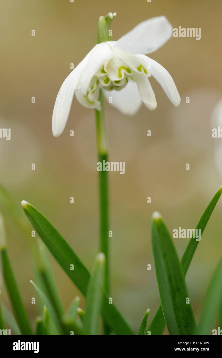 Snowdrop species hi-res stock photography and images - Alamy