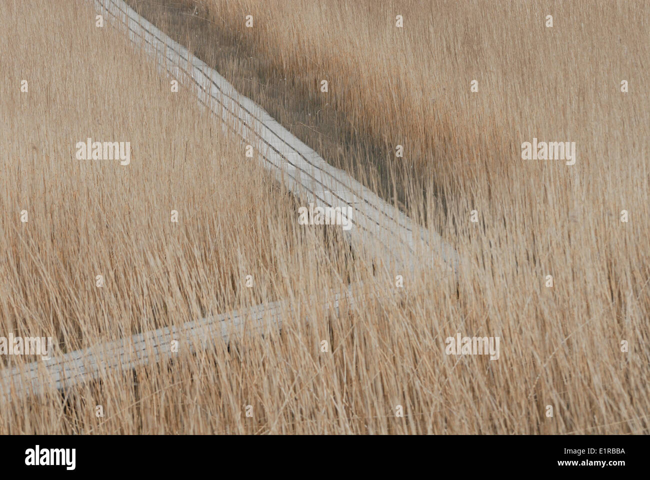 Path through reed, at Nieuwstatenzijl Stock Photo - Alamy