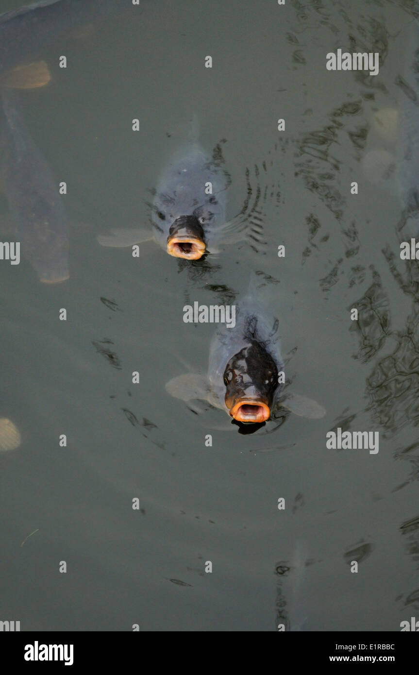 Gasping fish hi-res stock photography and images - Alamy