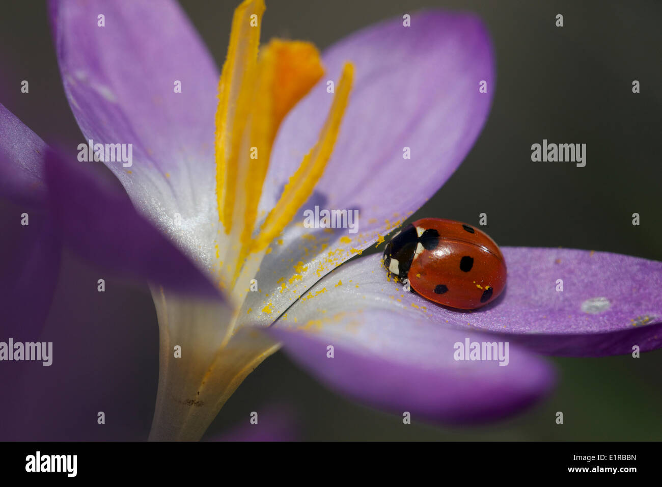 Seven ladybird city hi-res stock photography and images - Alamy