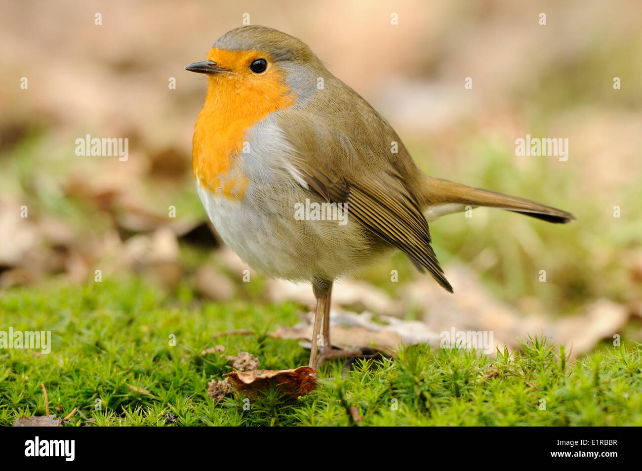European Robin perched on forest ground Stock Photo - Alamy