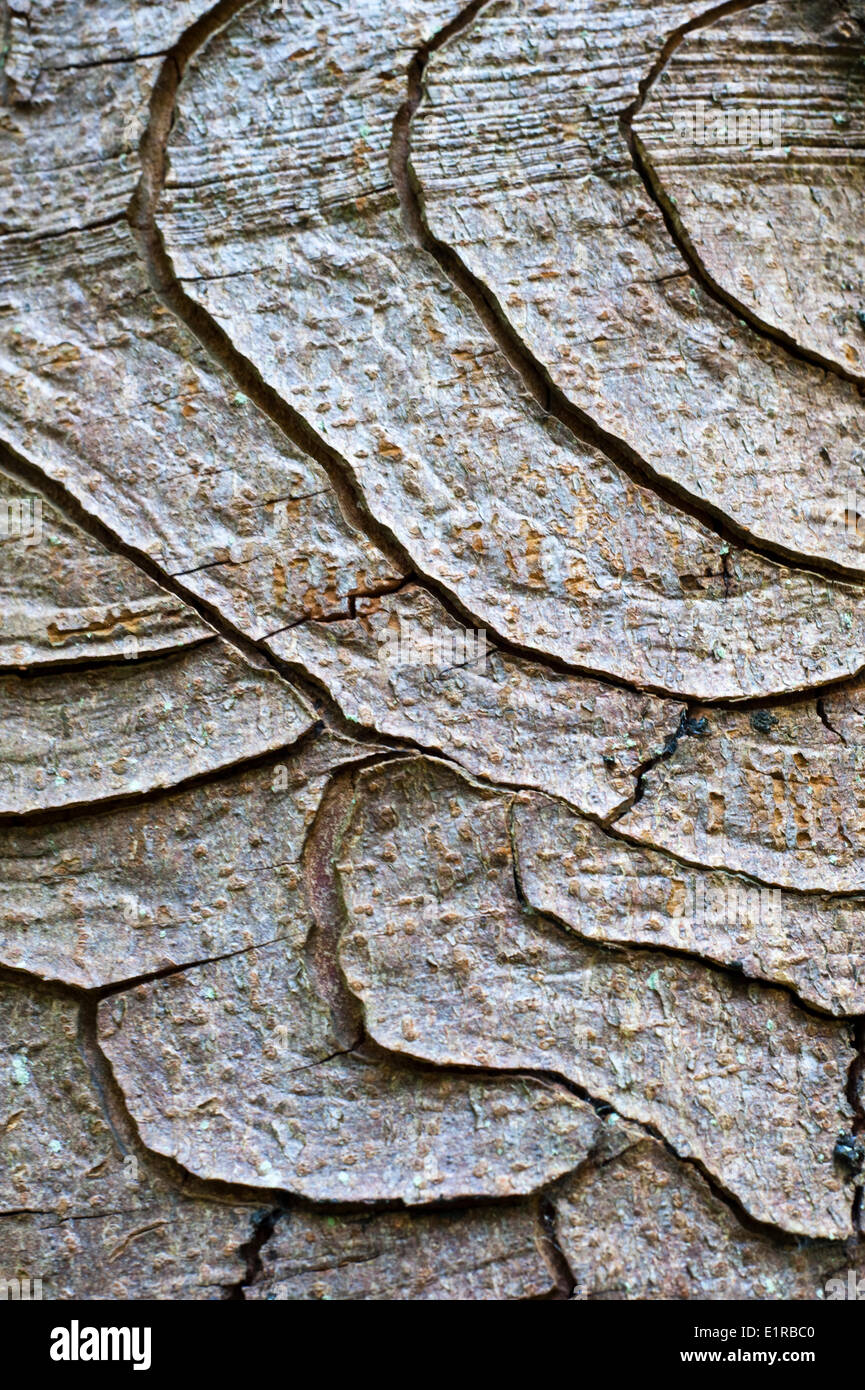Diseased tree hi-res stock photography and images - Alamy