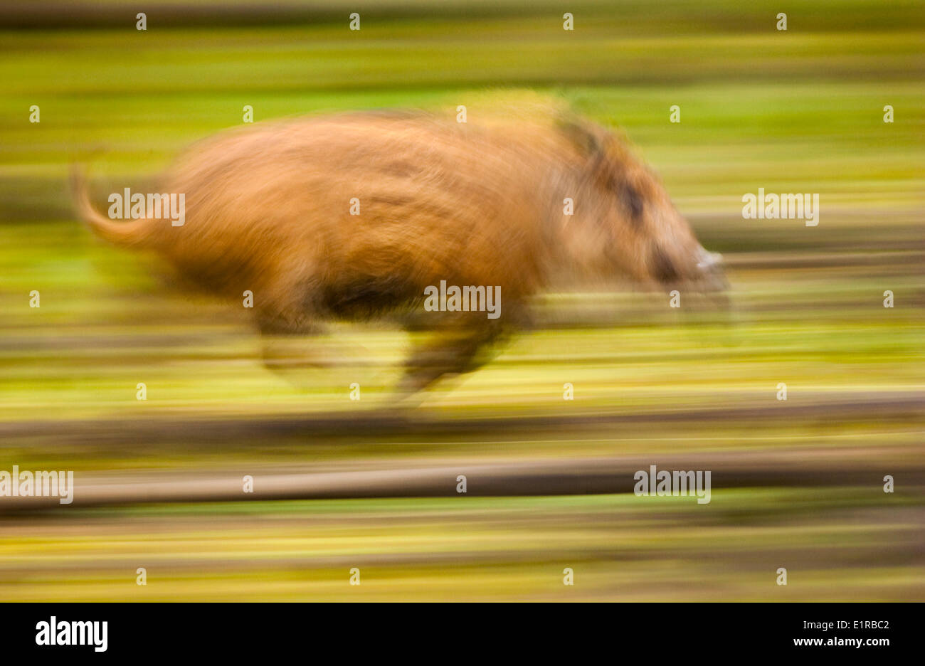 Juvenile wild boar running hi-res stock photography and images - Alamy