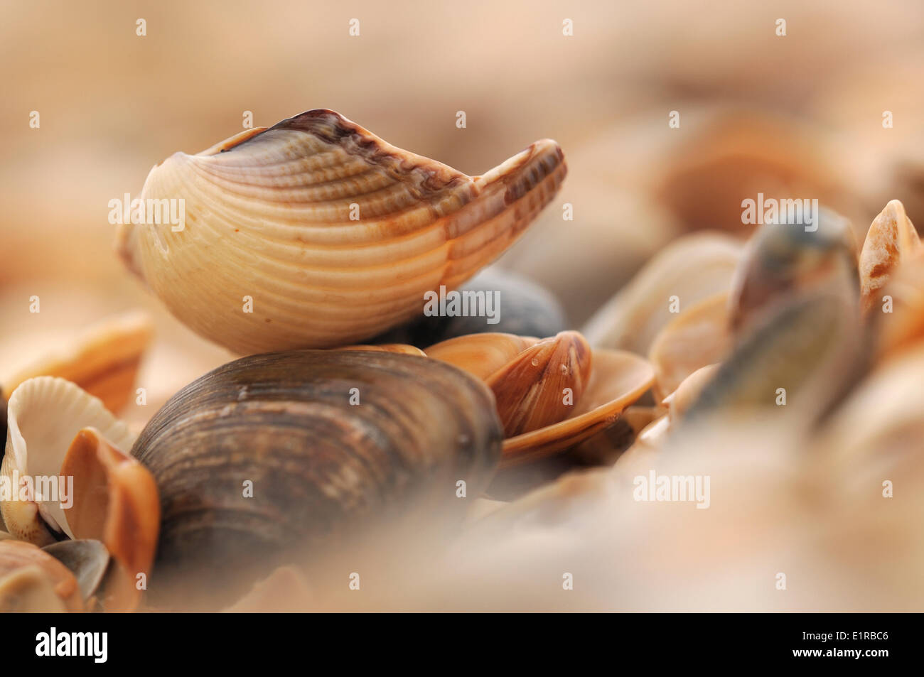 Different mollusks hi-res stock photography and images - Alamy