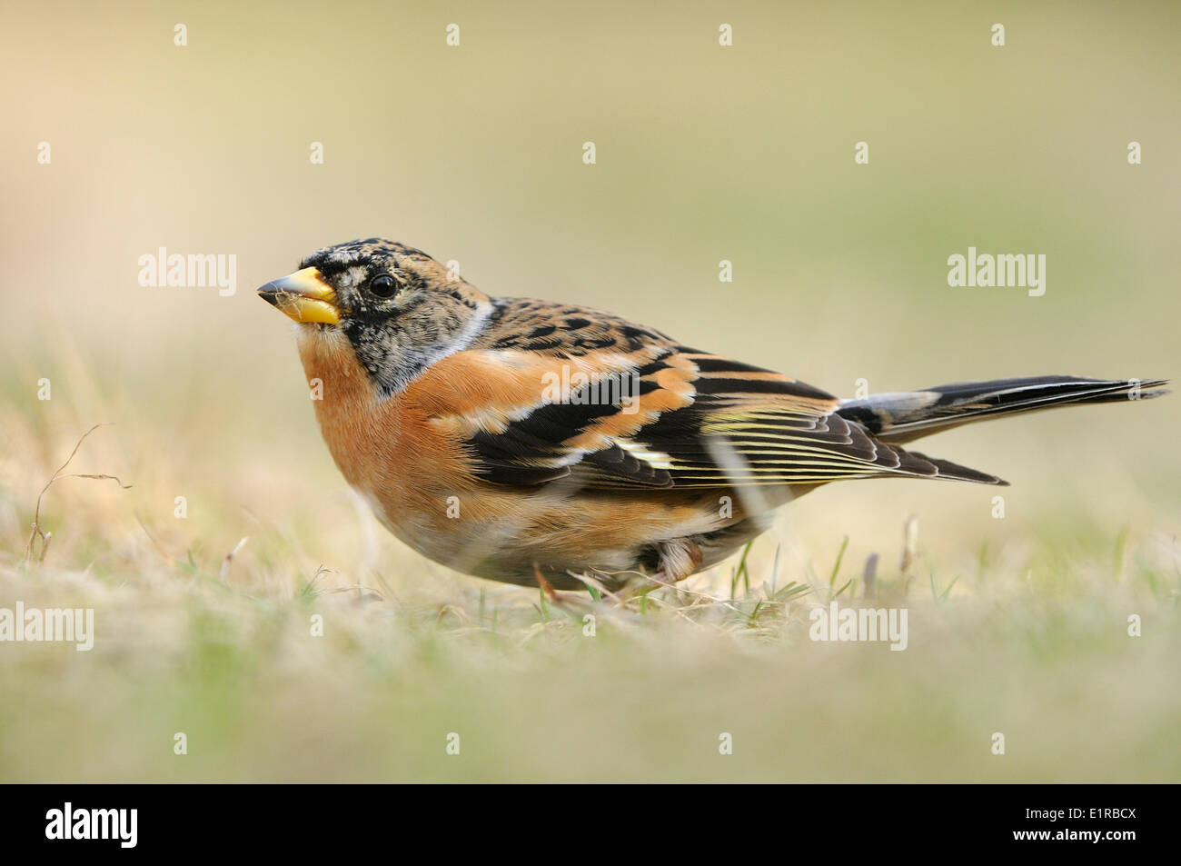 Ground foraging bird hi-res stock photography and images - Alamy