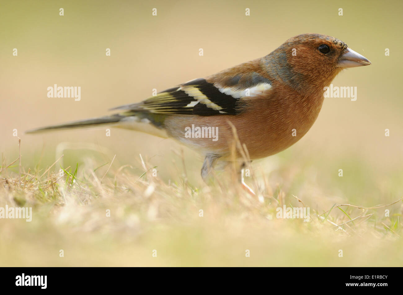 Male Chaffinch foraging on dried field Stock Photo - Alamy