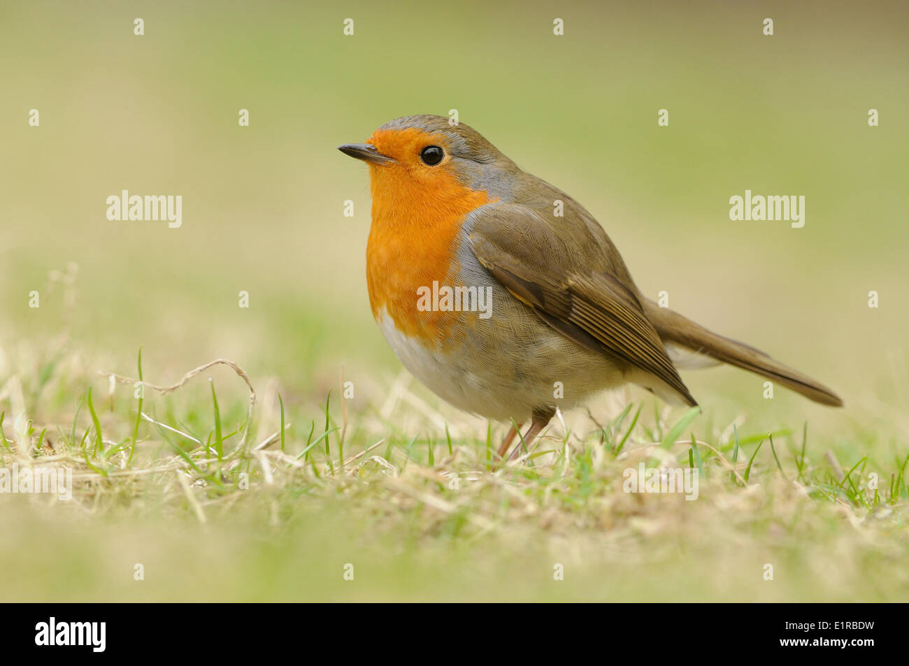 European Robin foraging on the ground Stock Photo - Alamy