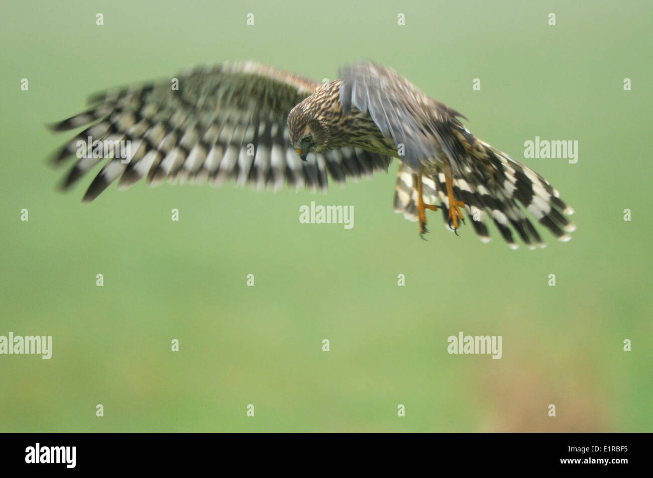 Elegant hunting hi-res stock photography and images - Alamy