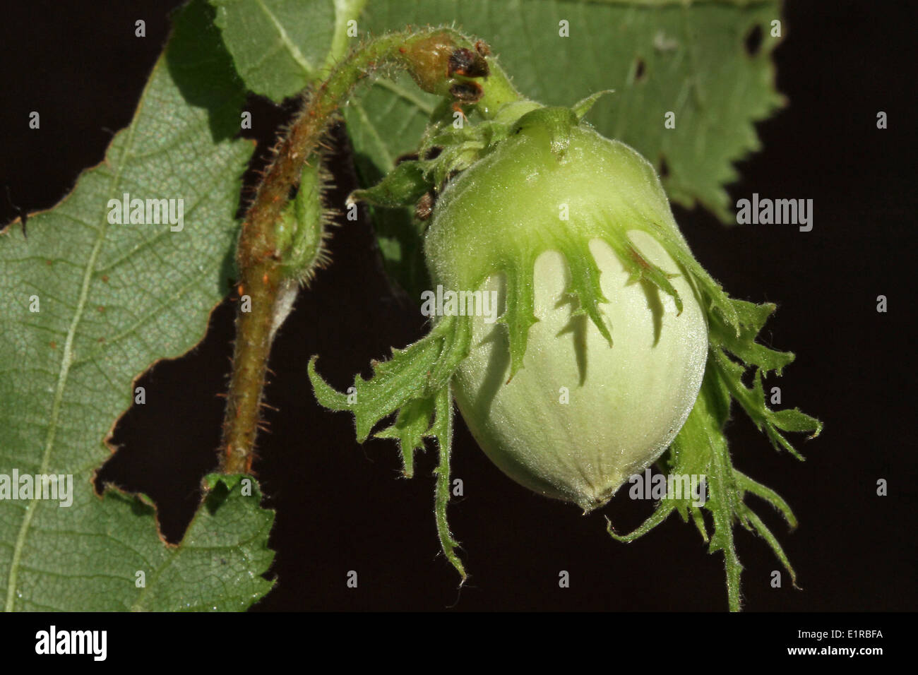 Edible fruit of a plant hi-res stock photography and images - Alamy