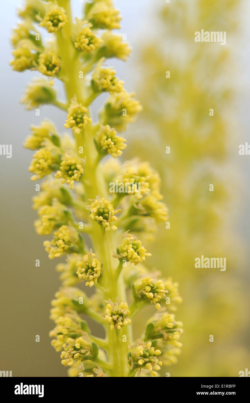 Close-up of stalk and tiny yellow flowers of Weld Stock Photo - Alamy