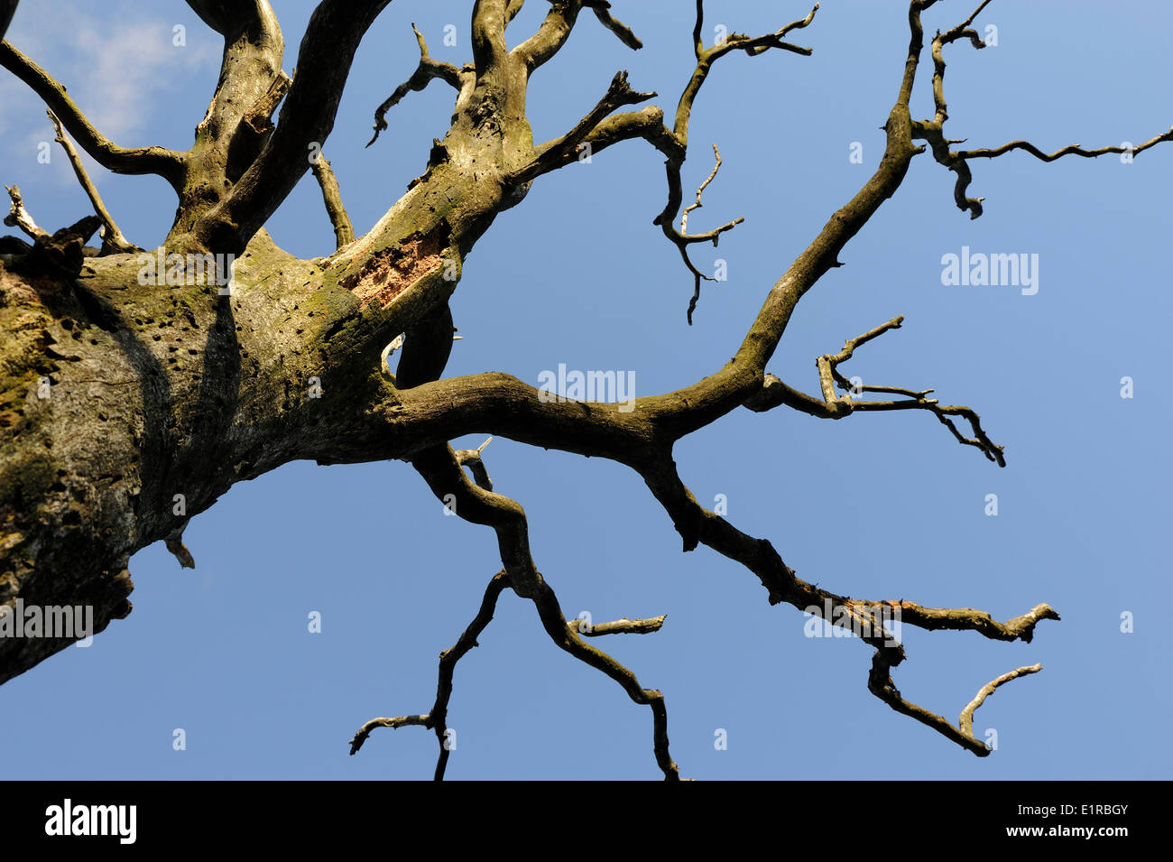 Truncated tree hi-res stock photography and images - Alamy
