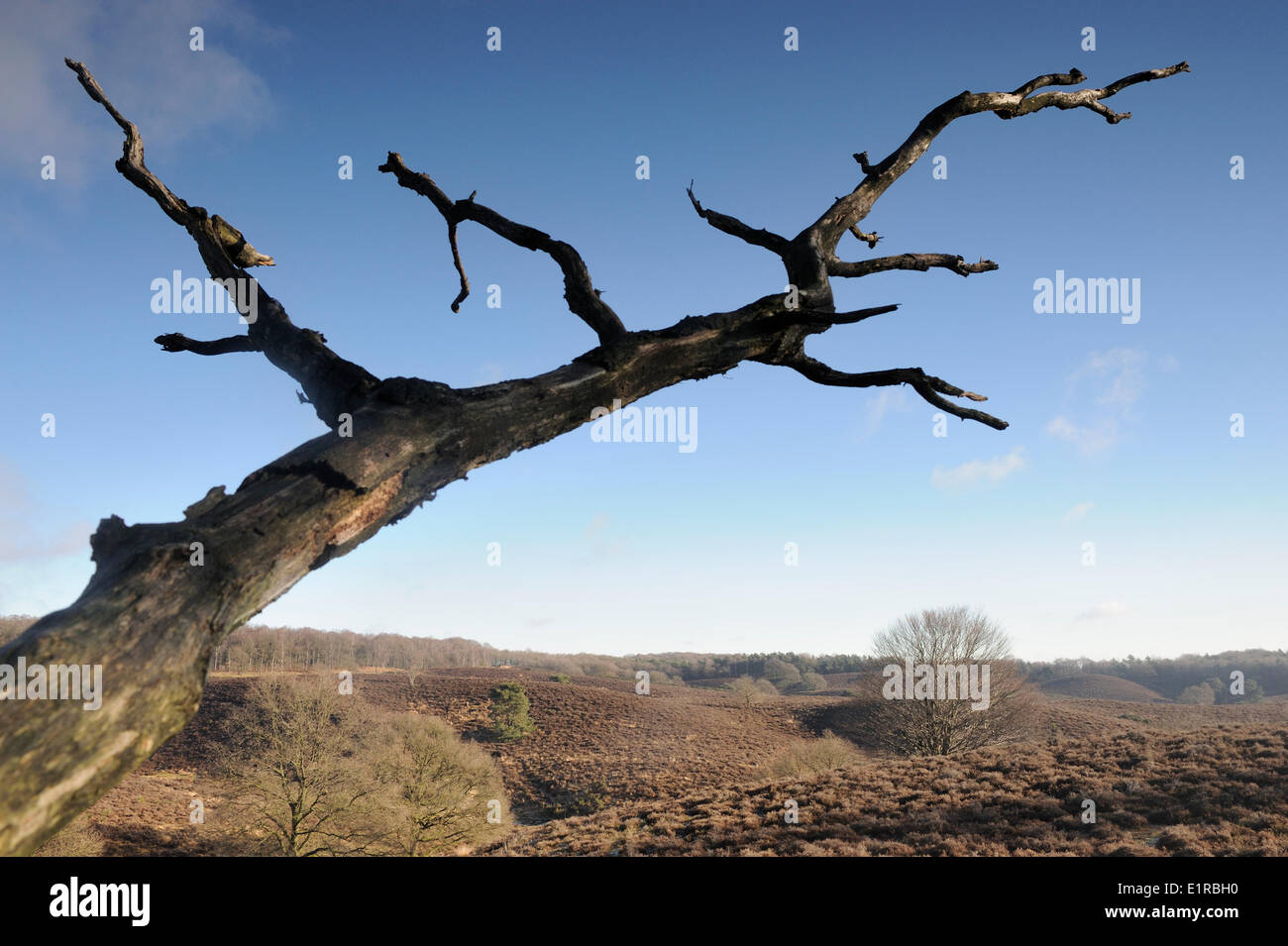 Dead tree in heatherfield Stock Photo - Alamy