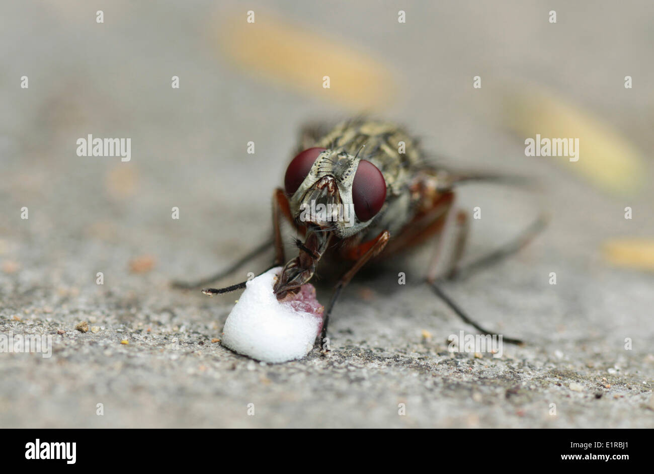 A blue bottle fly sucks the sugars from a drop of ice cream Stock Photo ...