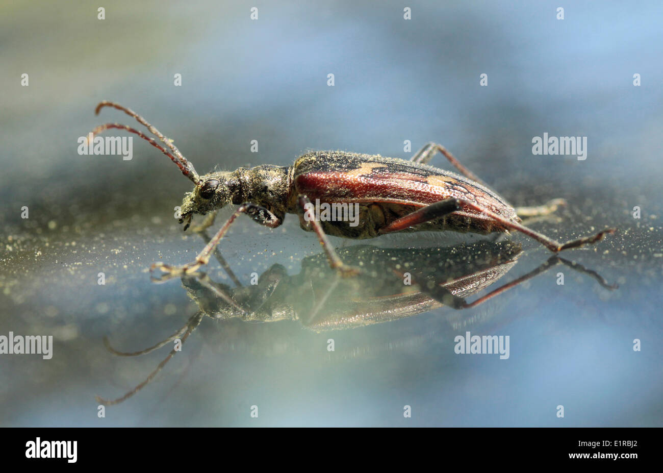 Two banded longhorn beetles hi-res stock photography and images - Alamy