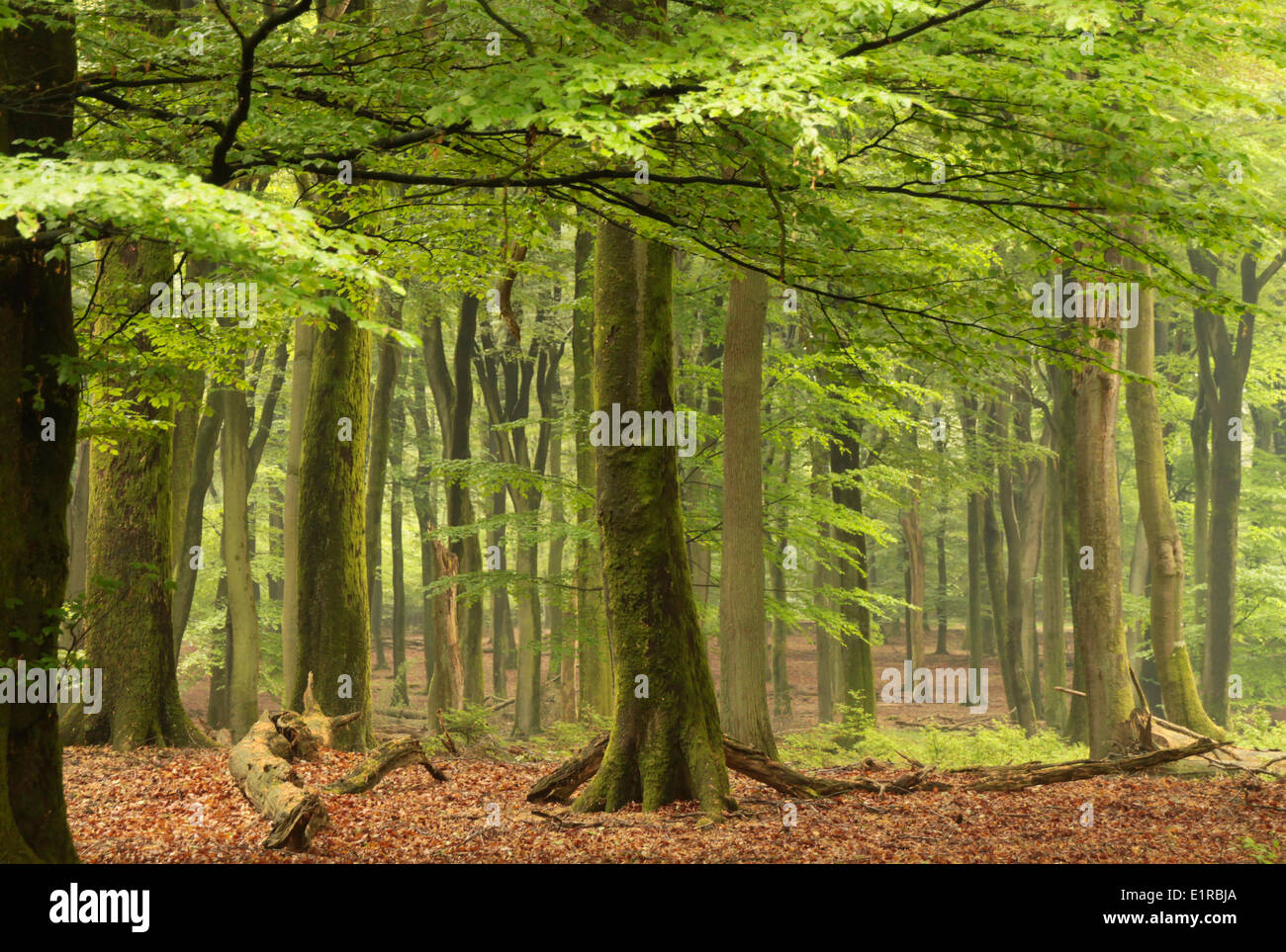 After rainfall a beech forest looks fresh green Stock Photo - Alamy