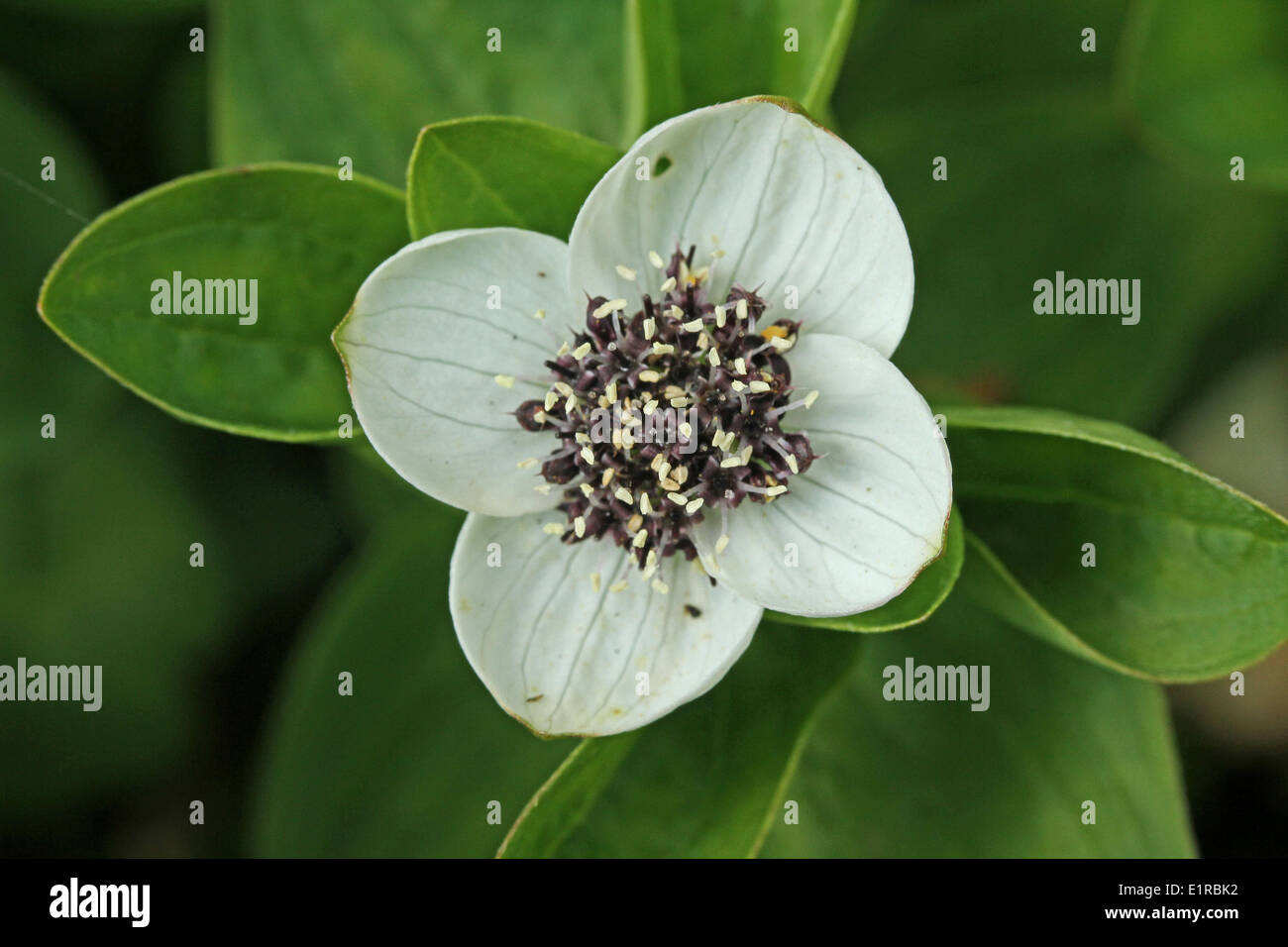 close-up upper view of flower Stock Photo - Alamy