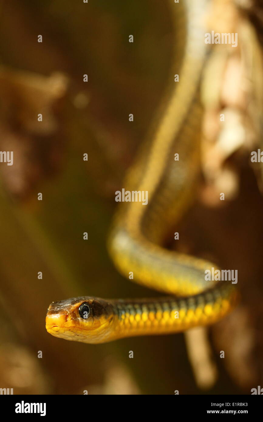 Chicken snake hi-res stock photography and images - Alamy