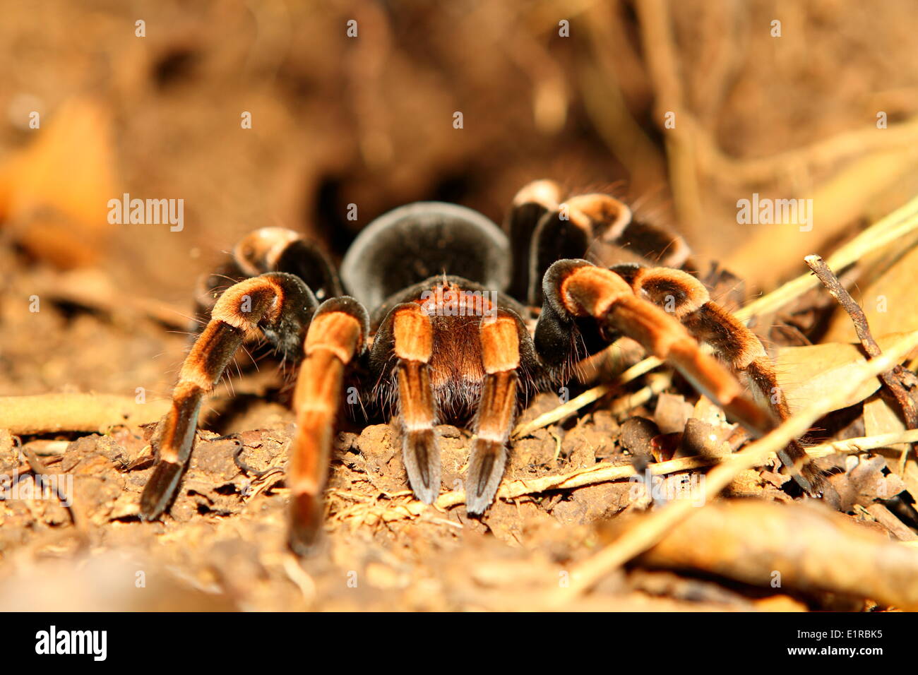 Rainforest tarantula hi-res stock photography and images - Alamy